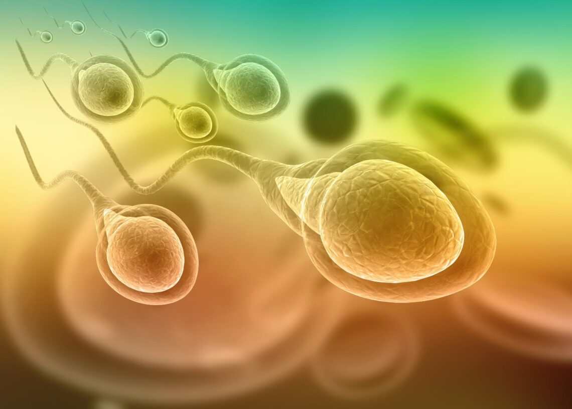 Comment l'infection par le SRAS-CoV-2 affecte-t-elle la fertilité chez ...