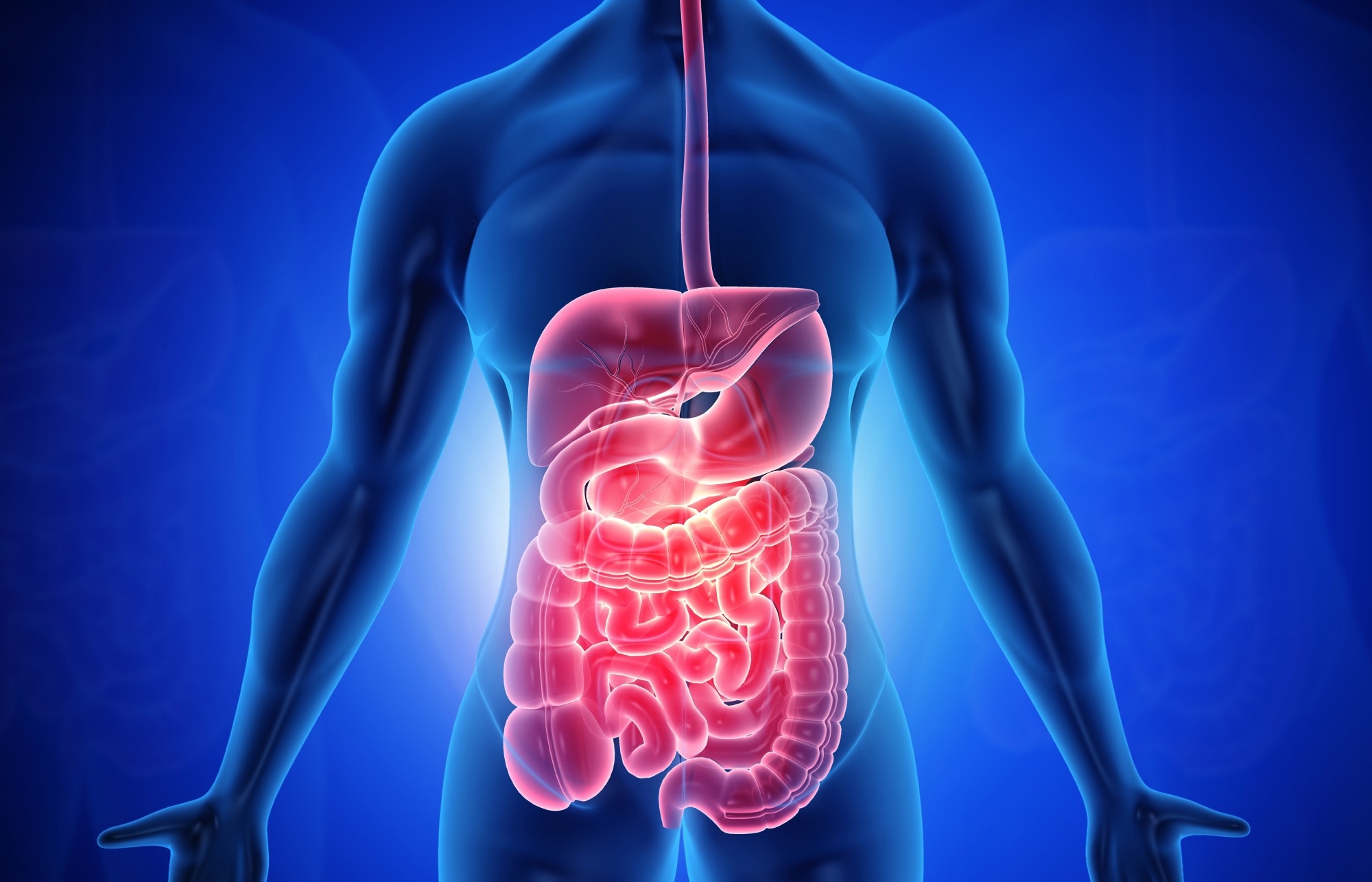 Nocicepteurs innervant l'intestin pour réguler le microbiote intestinal ...